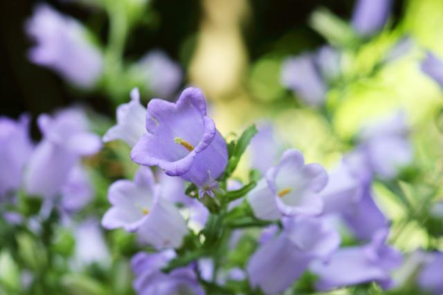 7 easy purple flowers to plant now for color all summer