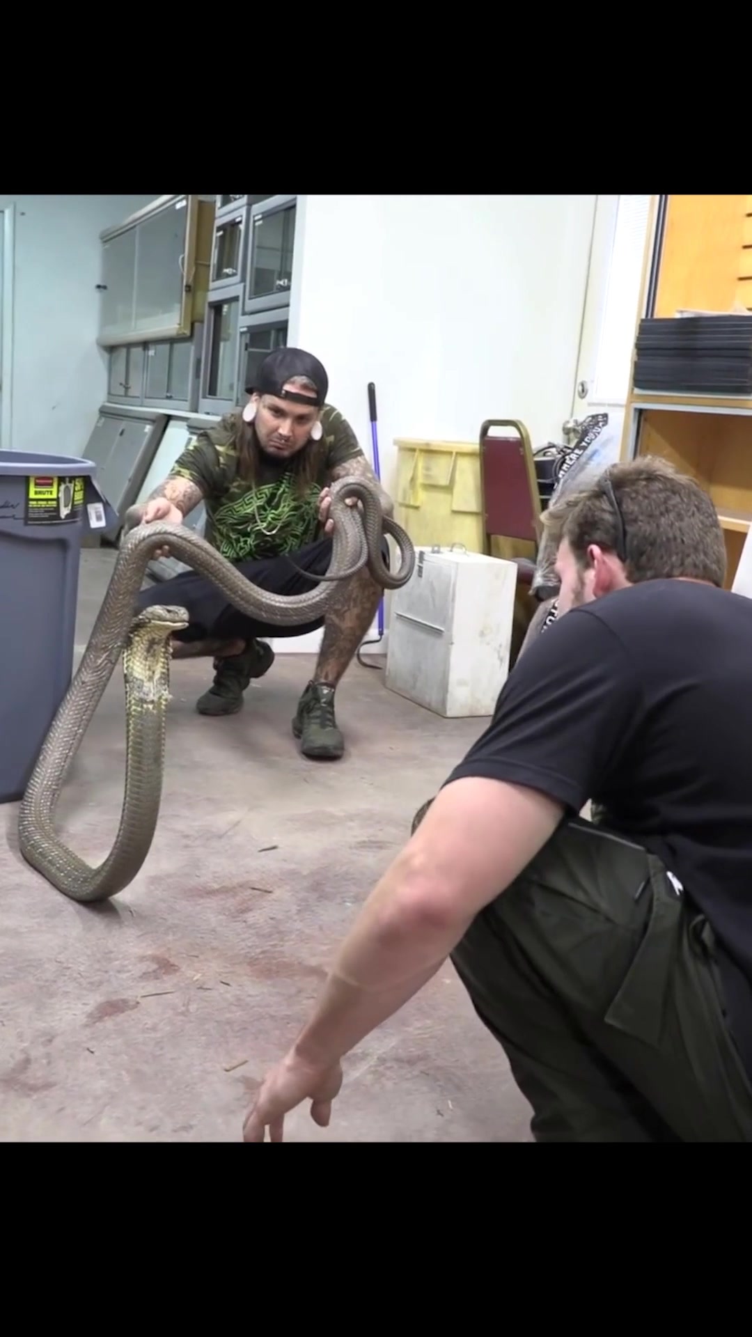 Chandler's Wild Life helps a king cobra shed