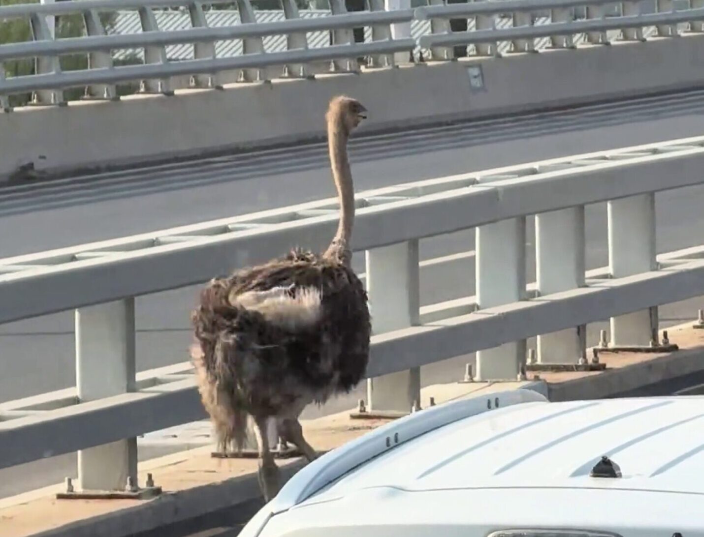 Loose ostrich trots down busy road causing traffic chaos