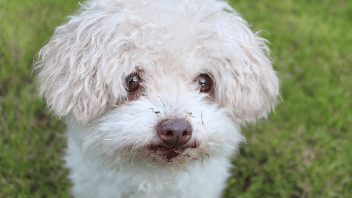 Your dog does these 9 things when it considers you part of the family ...