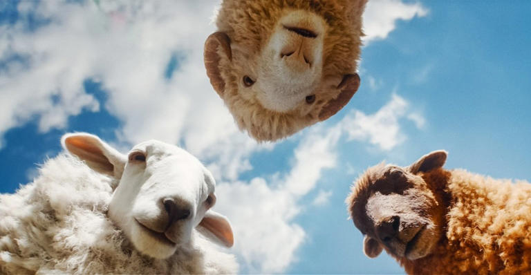 Is ‘The Sheep Detectives’ movie streaming on Netflix or Amazon Prime Video?