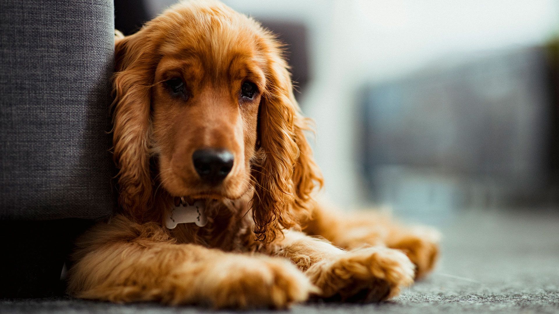 Common dog diseases to keep an eye out for