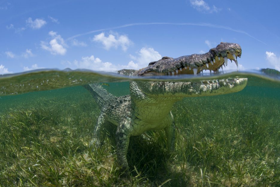 Crocs swallow rocks for two reasons. The second will amaze you