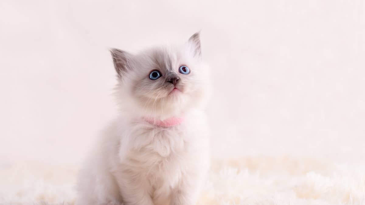 Mom turns a dollhouse into a princess fairy land for her ragdoll kitten