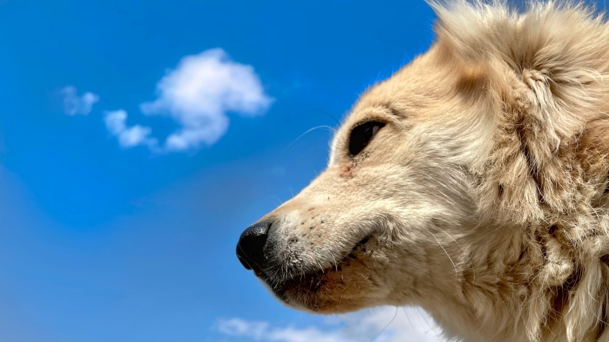 The 10 things your dog would want to confess if it could talk