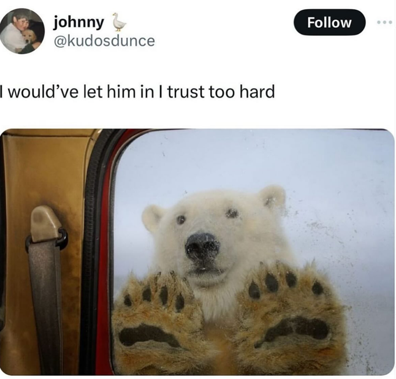 22 fuzzy tumble bear memes for anyone running on growls, grumbles, and ...