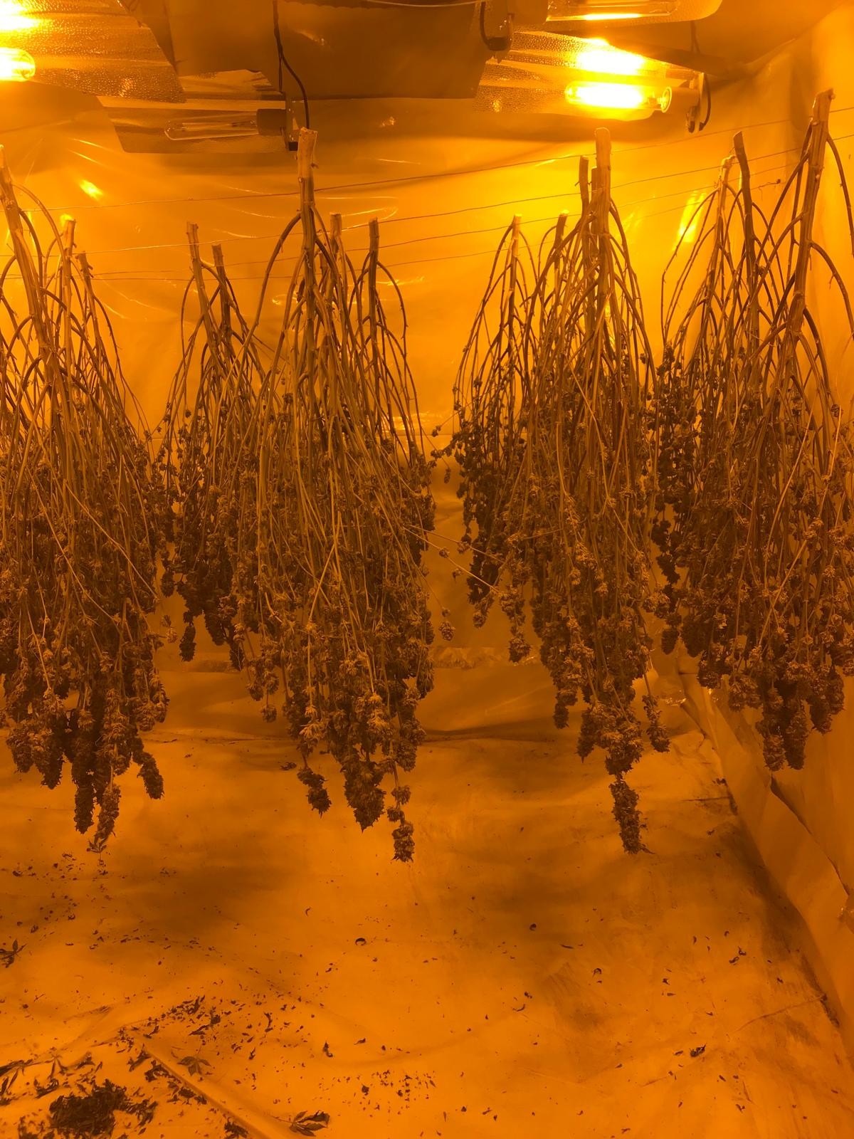Police find ‘highly organised’ cannabis grow at Selby property as four ...