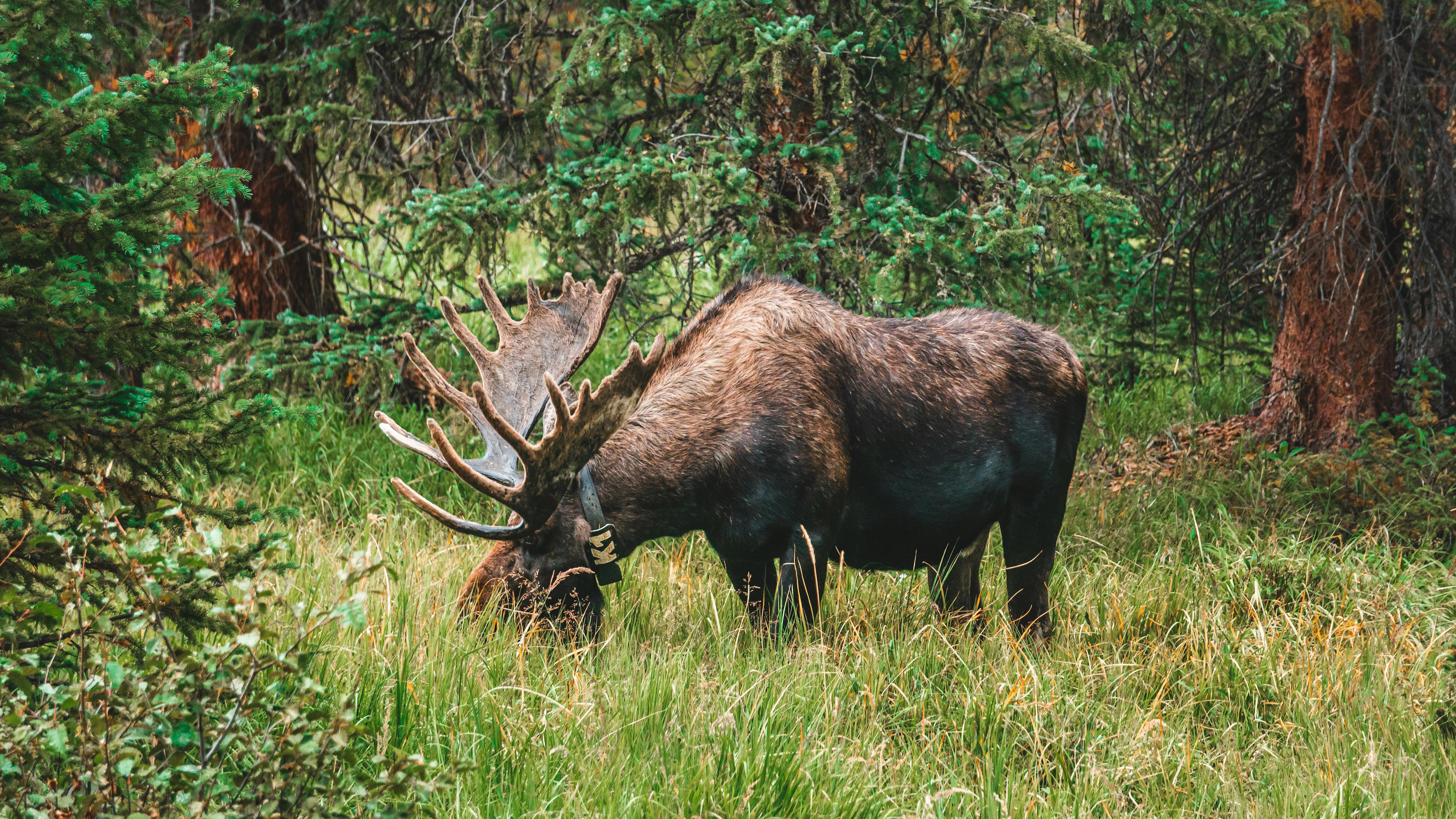 10 wild animals you don’t want to encounter unprepared