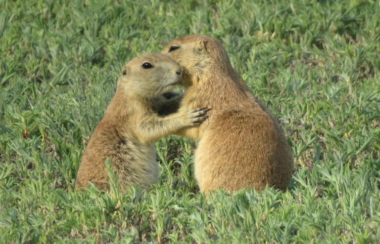 Humans are not the only animals that kiss