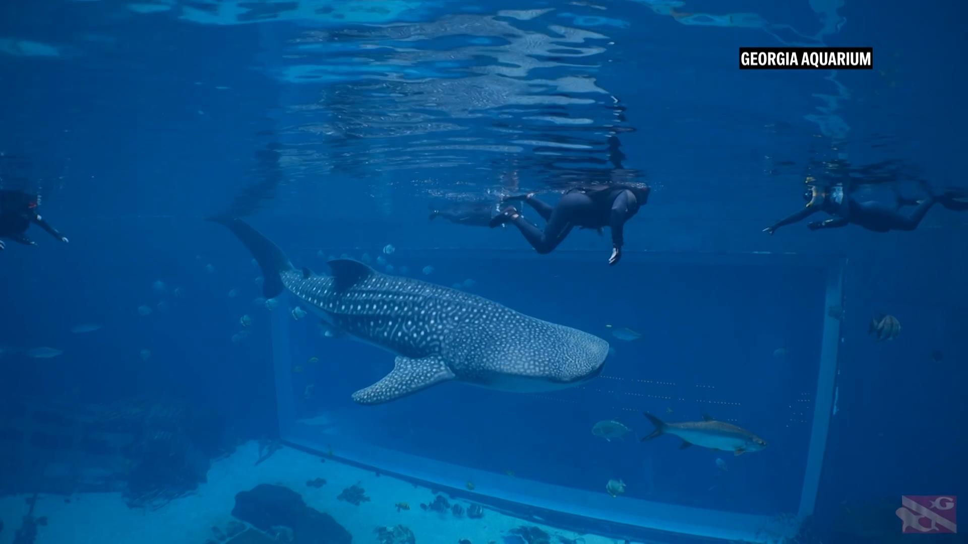 Wounded veterans snorkel with a whale shark at the Georgia Aquarium