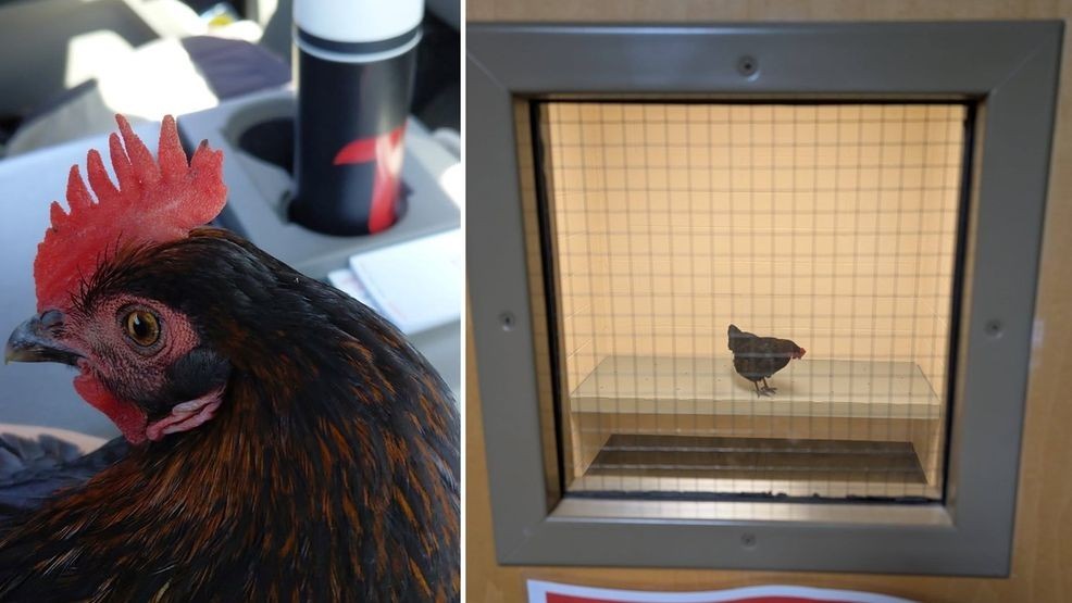 Missing a hen? Wandering bird makes itself at home in Lititz Borough ...