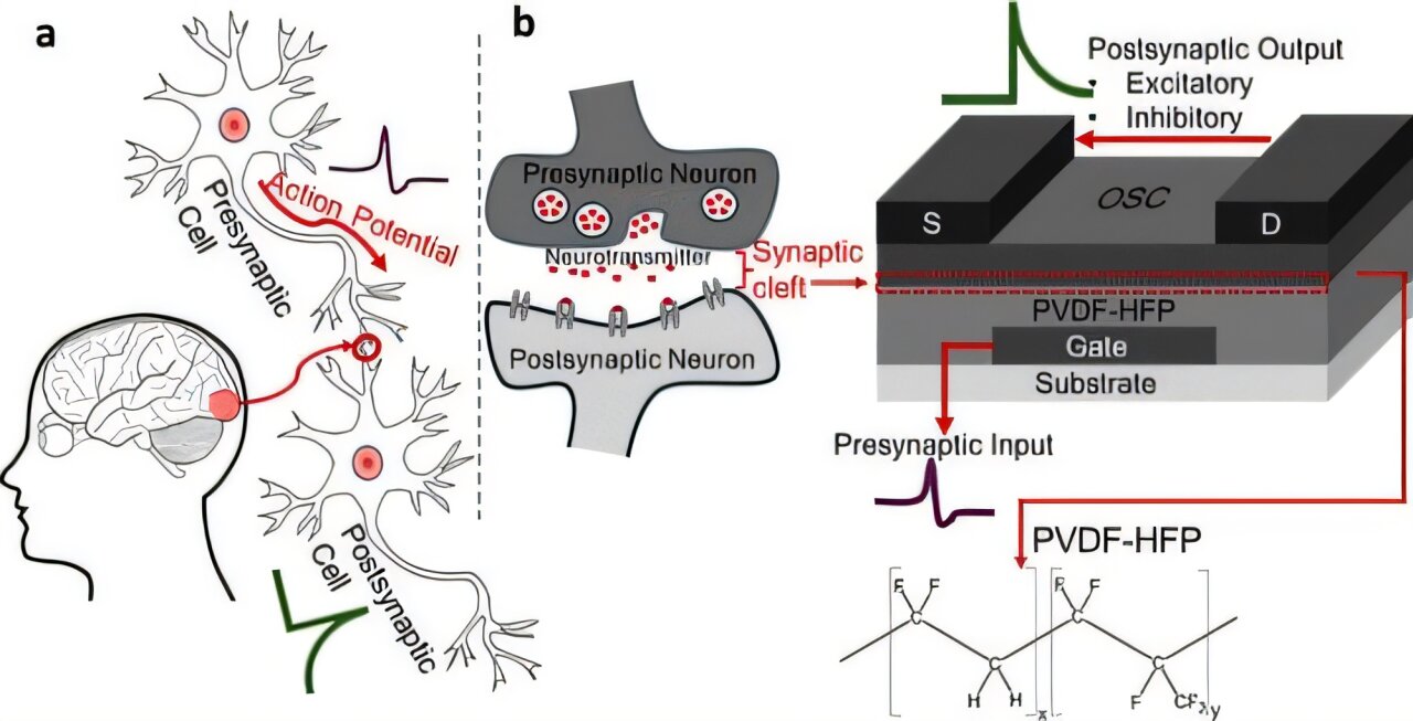 Inspired by the brain, researchers build smarter and more efficient ...