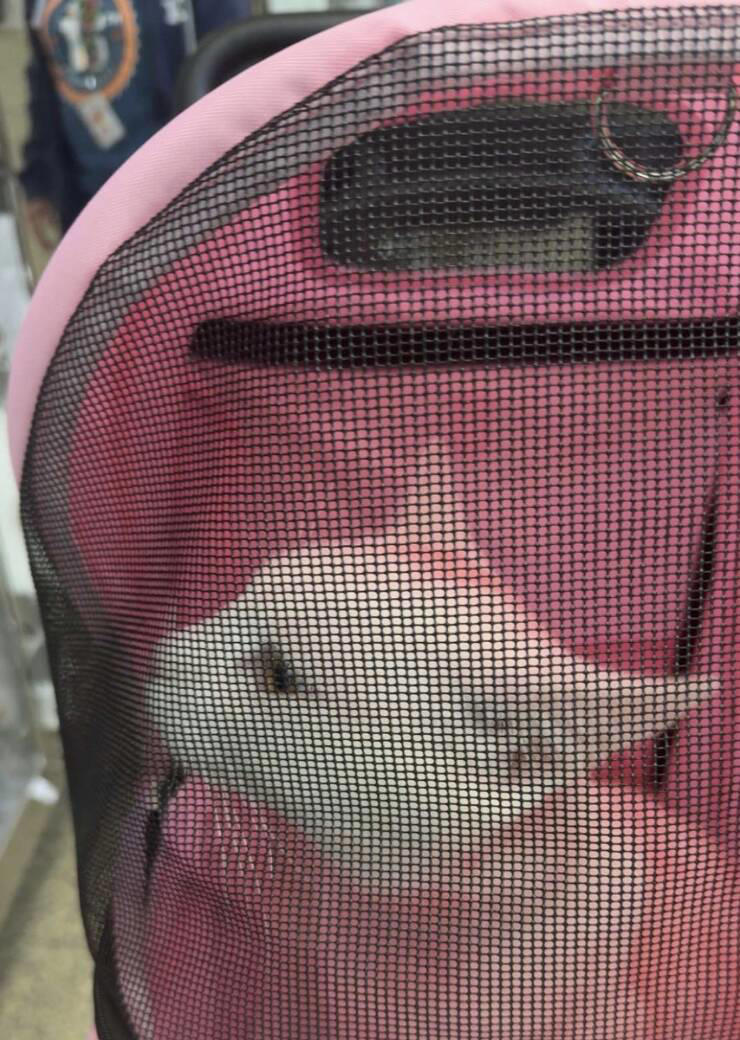 Shelter staff scratch their heads when a pink cat shows up at their door