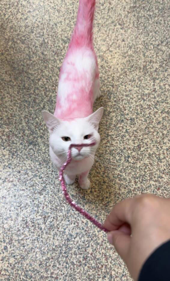 Shelter staff scratch their heads when a pink cat shows up at their door