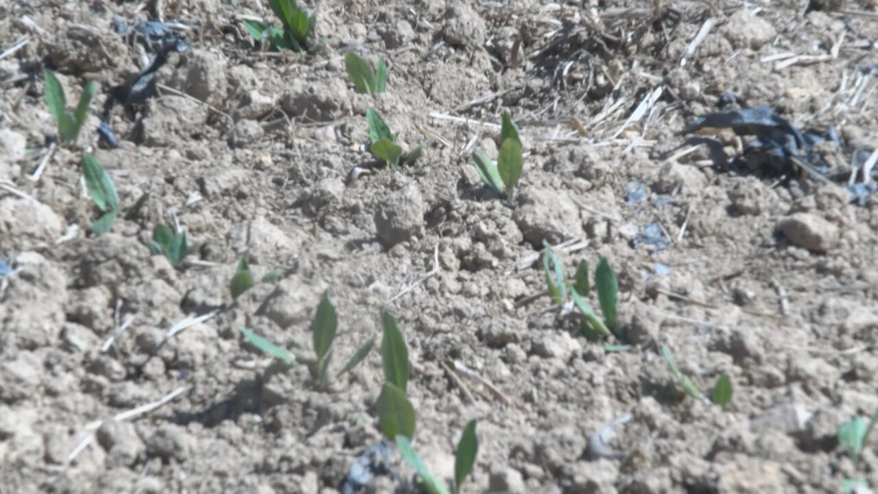 Drought conditions affecting crop yields for Valley farmers