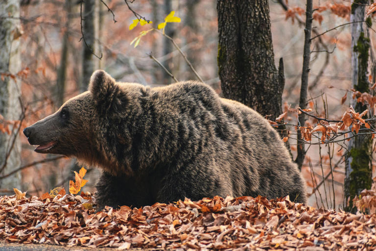 How to tell if a bear has wandered near your cabin before it’s too late
