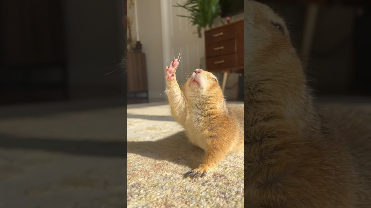 This prairie dog is so flexible it looks like yoga