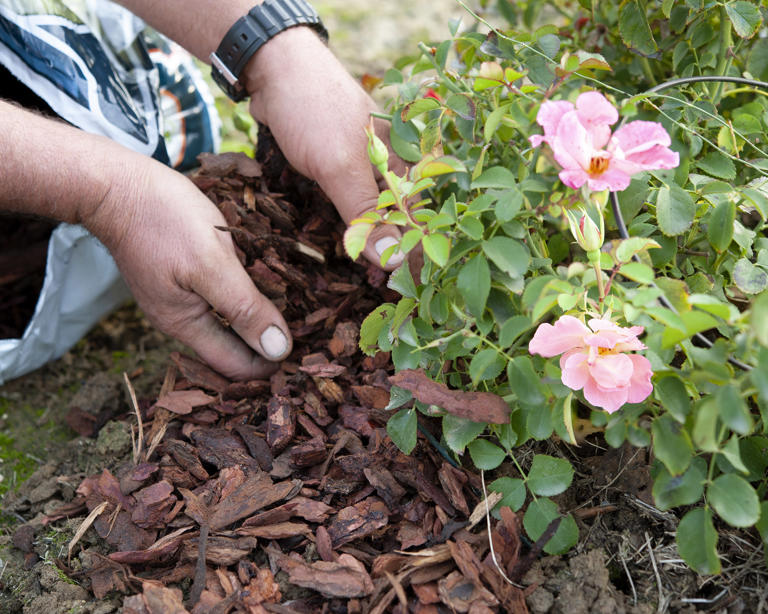 What to do with roses in May – 6 essential tasks for a spectacular ...