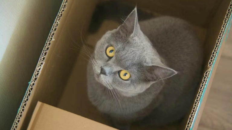 This is how cats feel when they enter a cardboard box (you'll know why ...