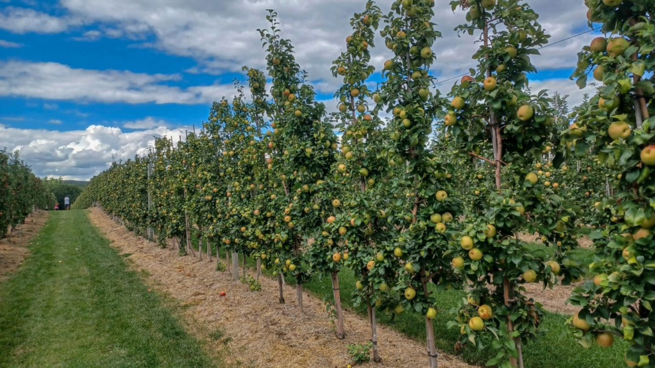 16 road trips with orchard stops, cider slushies, and fresh pie