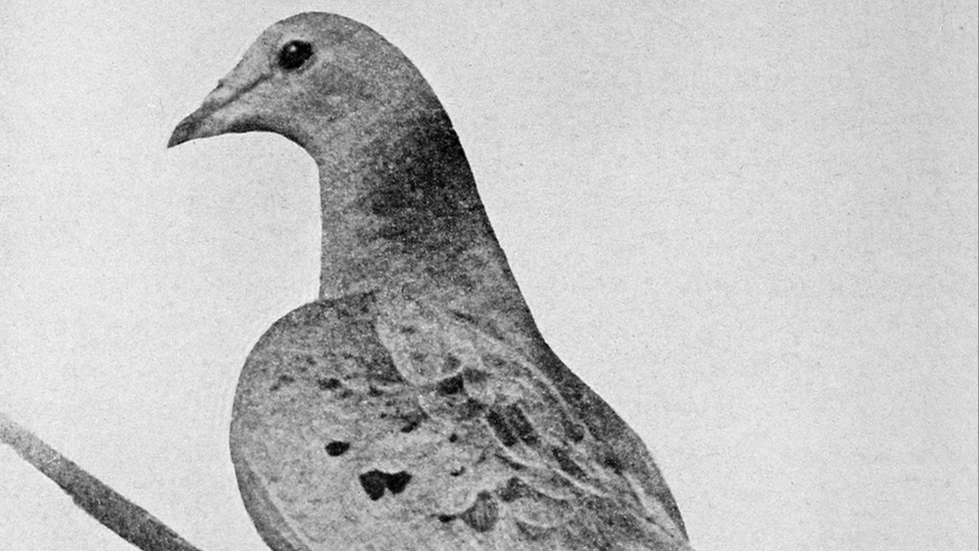 20 animal species from history that disappeared because of humans
