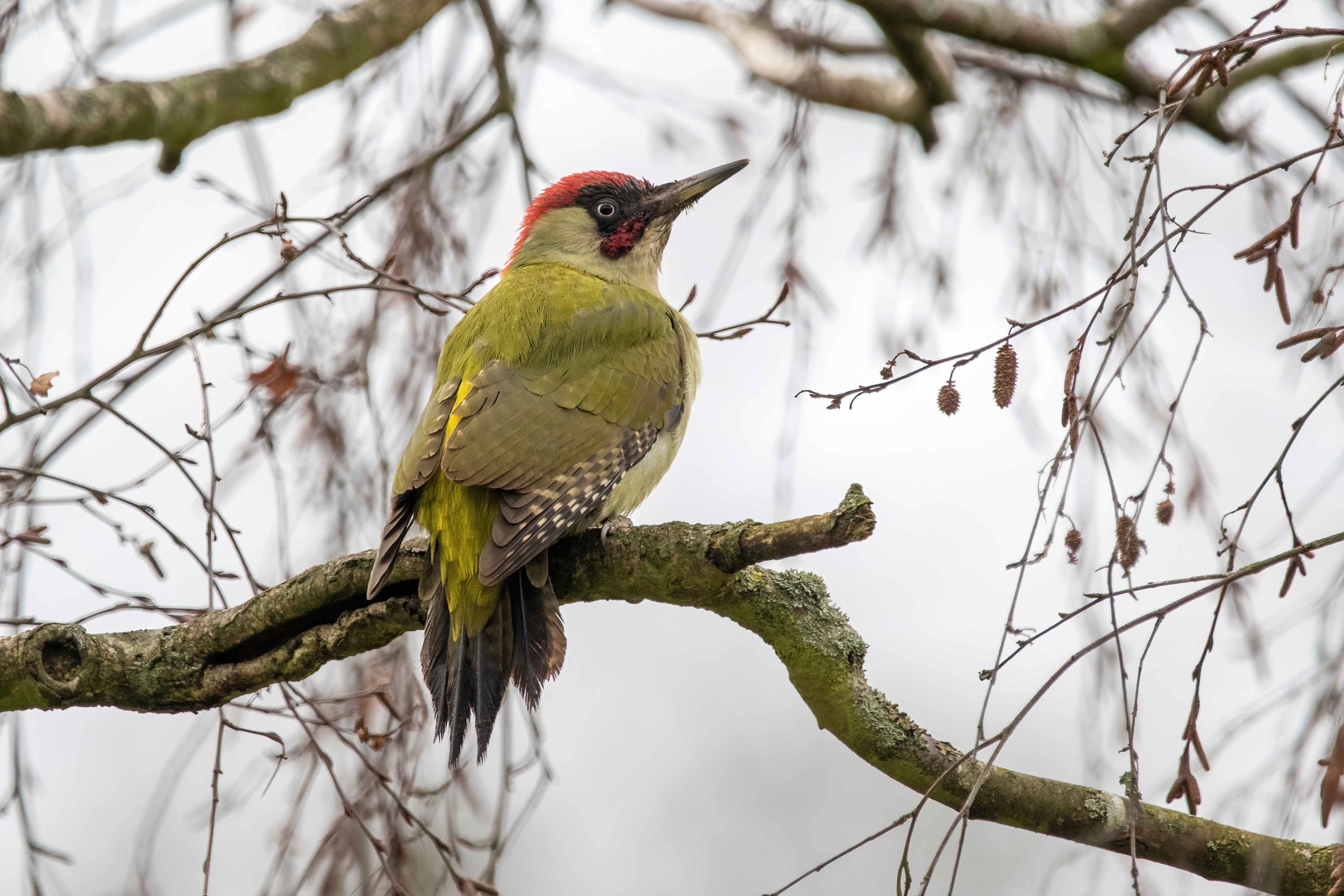 Urban birds seem to be more fearful of women than men—and scientists ...