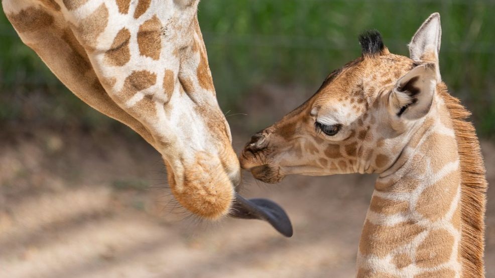 Gallery: Abilene Zoo welcomes baby giraffe