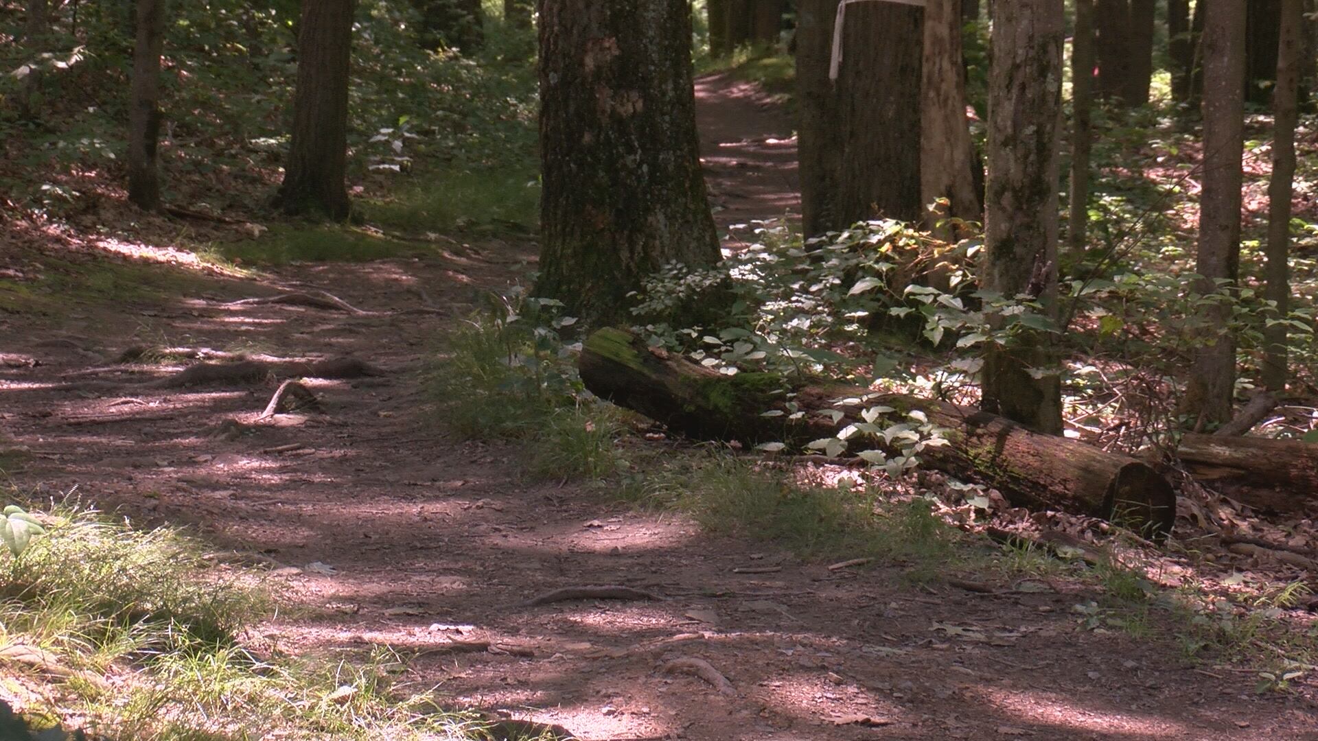 Dead body found following search & recovery operation at Coopers Rock ...