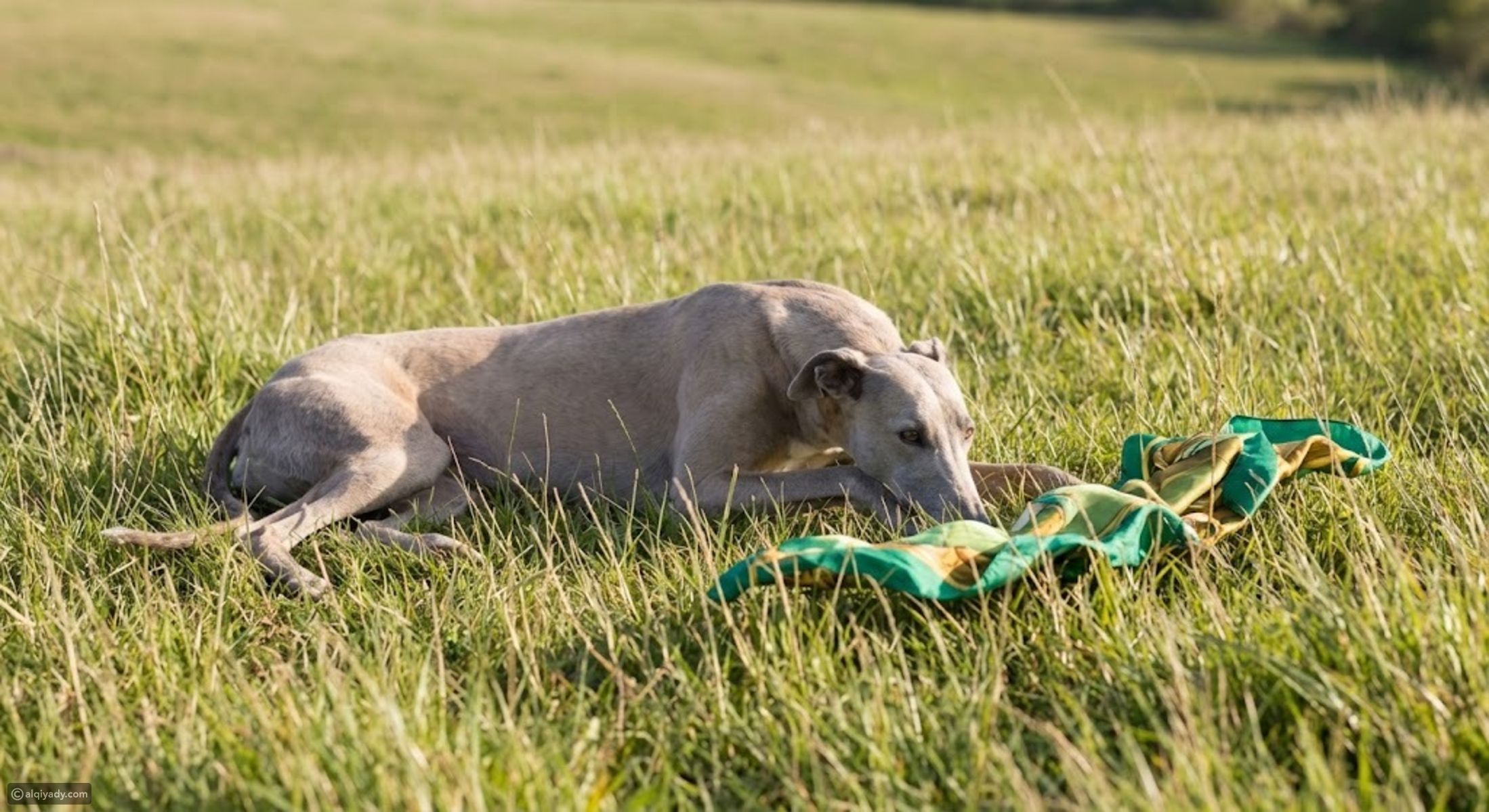 Dog breeds that deserve more love but aren’t appreciated enough