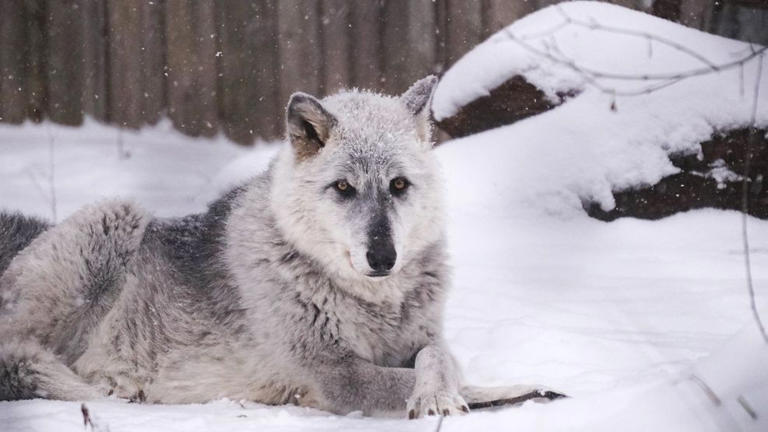 Gray wolf at Seneca Park Zoo diagnosed with progressive spinal condition