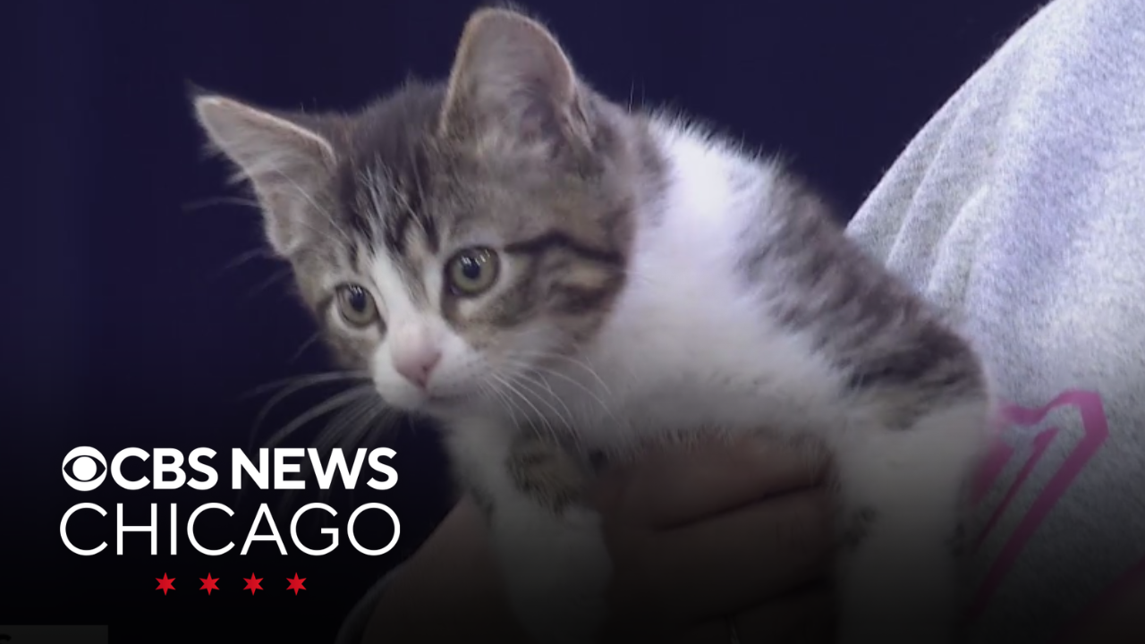 April's Kittens opening rescue space and cat cafe in Forest Park next week