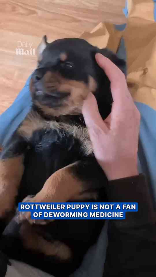 Rottweiler puppy has hilarious reaction to deworming medicine