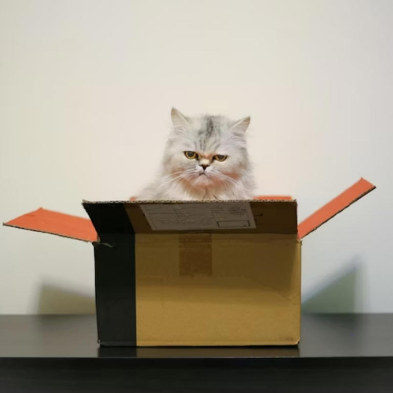This is how cats feel when they enter a cardboard box (you'll know why ...
