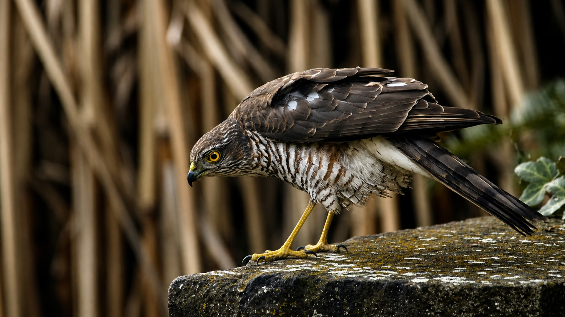 Hidden camera reveals the reality of a predator’s life