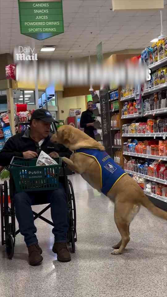 Service dog in training takes job very seriously