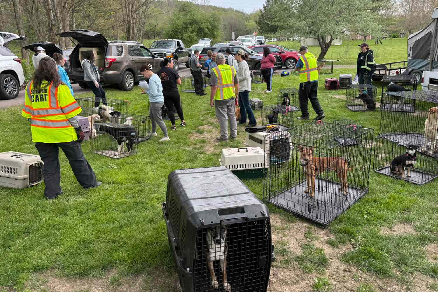 Over 50 animals, including dogs, birds, and a bearded dragon, rescued ...