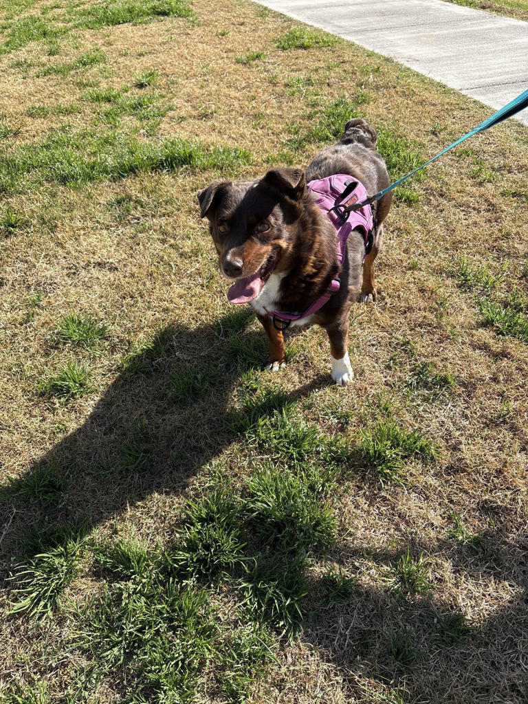 Paralyzed dog wasn't supposed to walk again — then she proves everyone ...