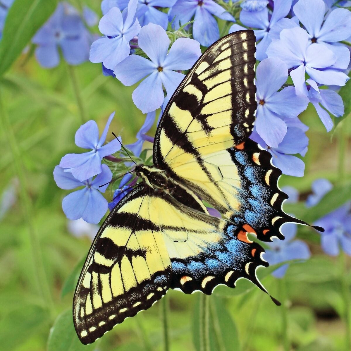 The best butterfly plants for shade gardens