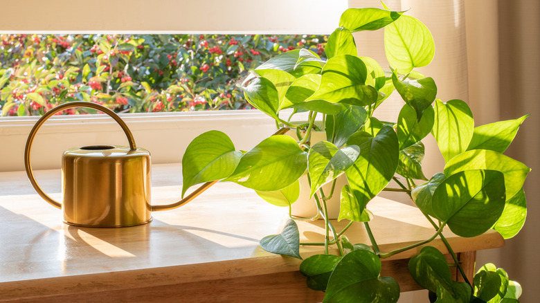 25 indoor plants that will thrive in a small space