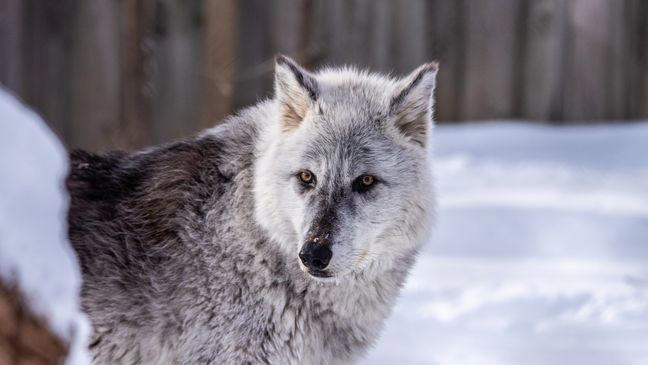 Gray wolf at Seneca Park Zoo diagnosed with progressive spinal condition