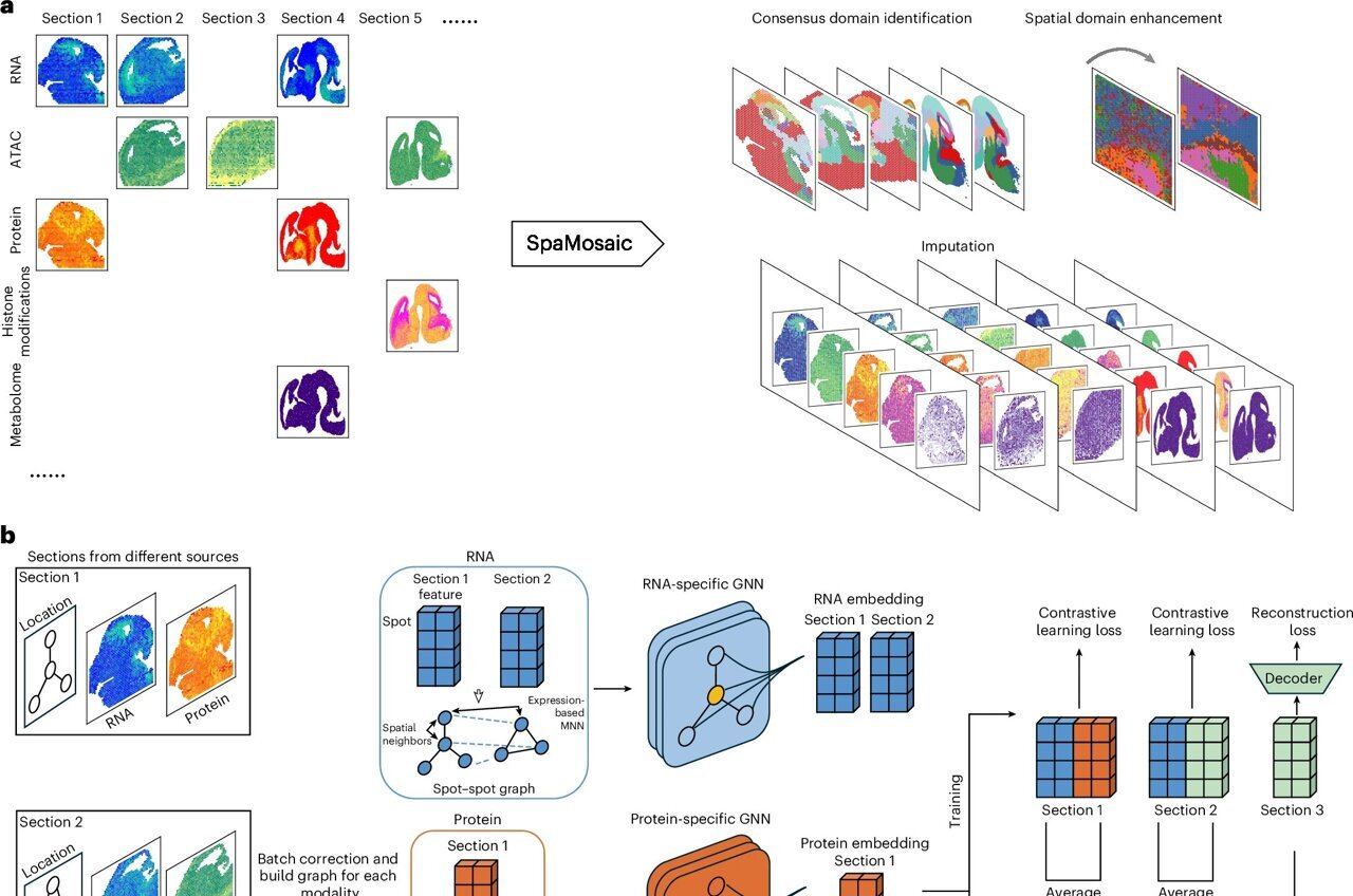 AI tool unifies fragmented cell maps into spatial atlases across tissues