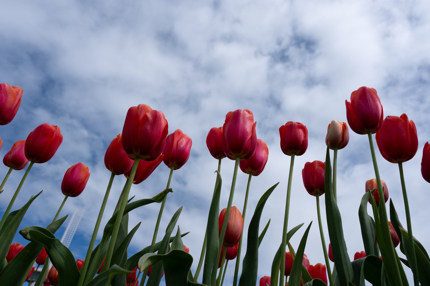 Scientists say don't forget about plants. Climate change is endangering ...