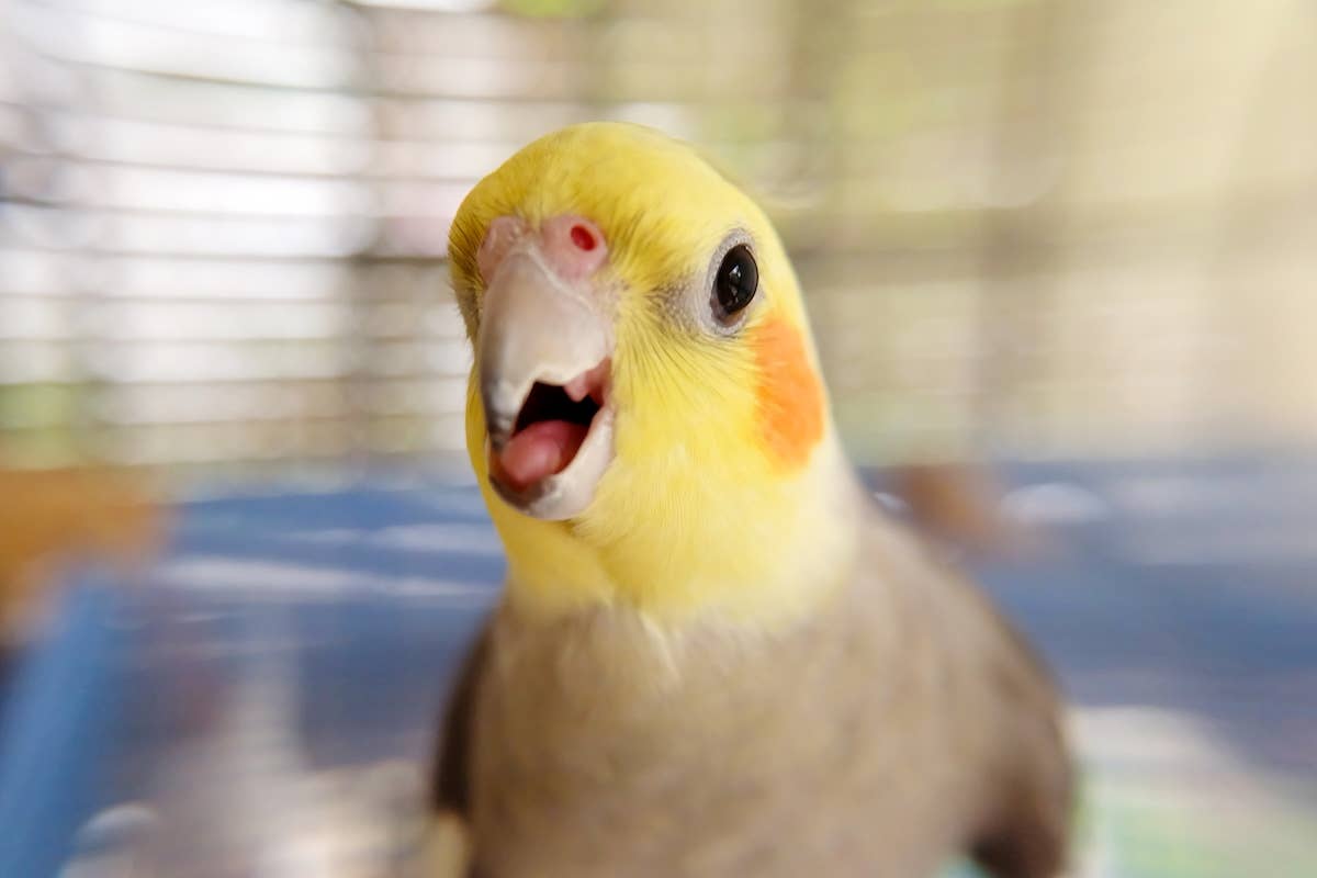 Watch this cockatiel's adorable morning meeting with baby sibling—a ...