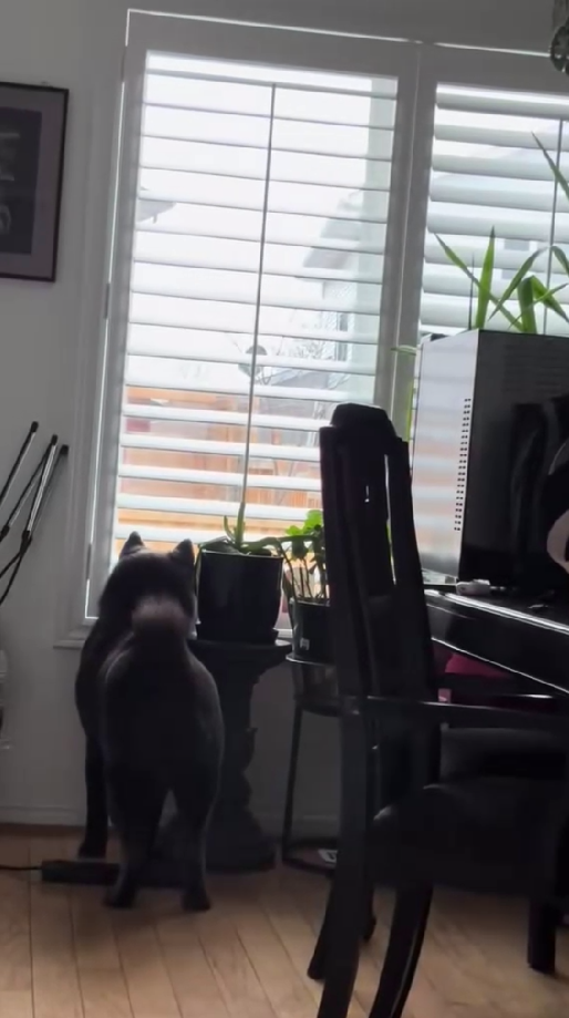Dramatic chow chow reaction to going outside
