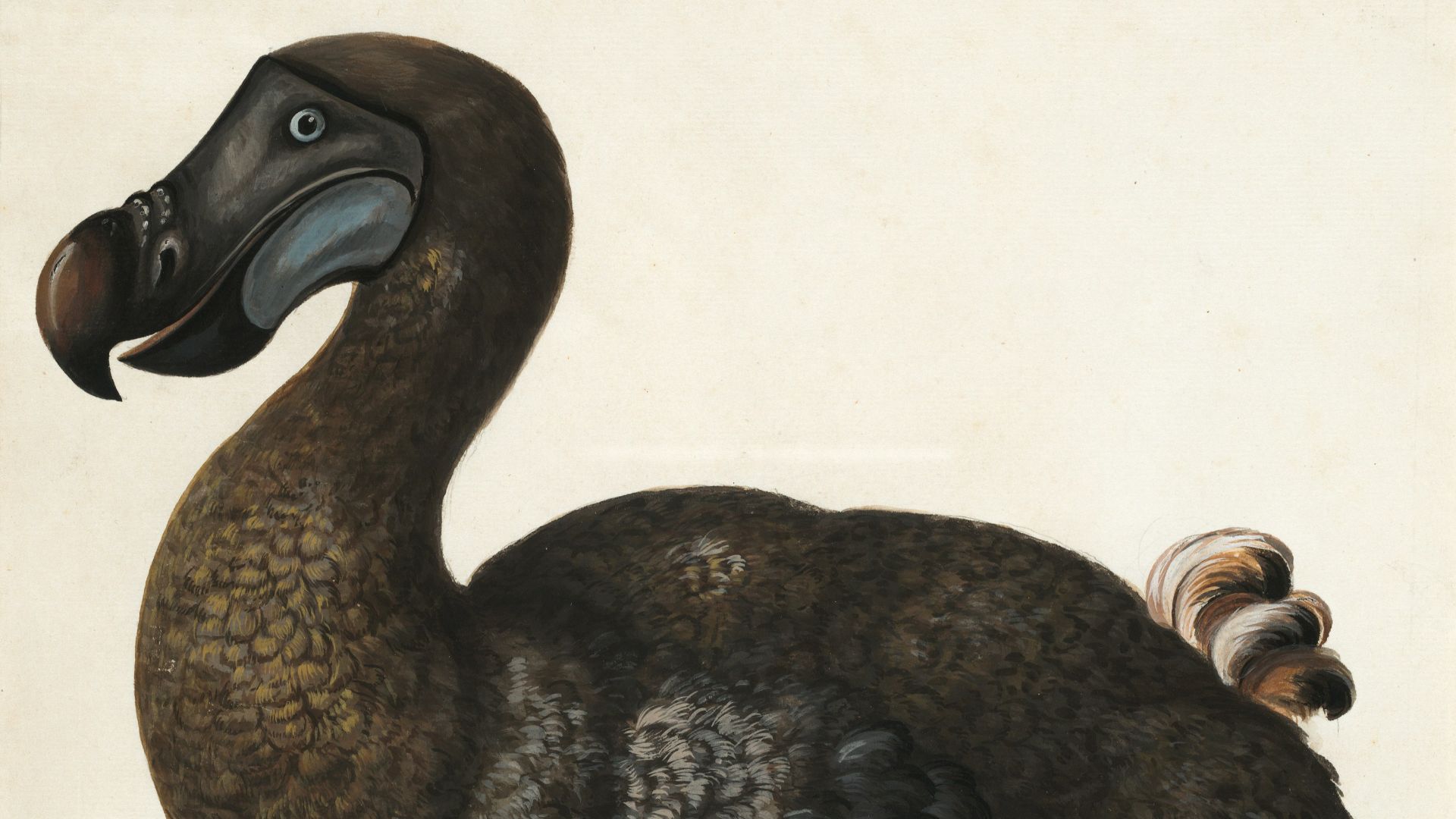 20 animal species from history that disappeared because of humans