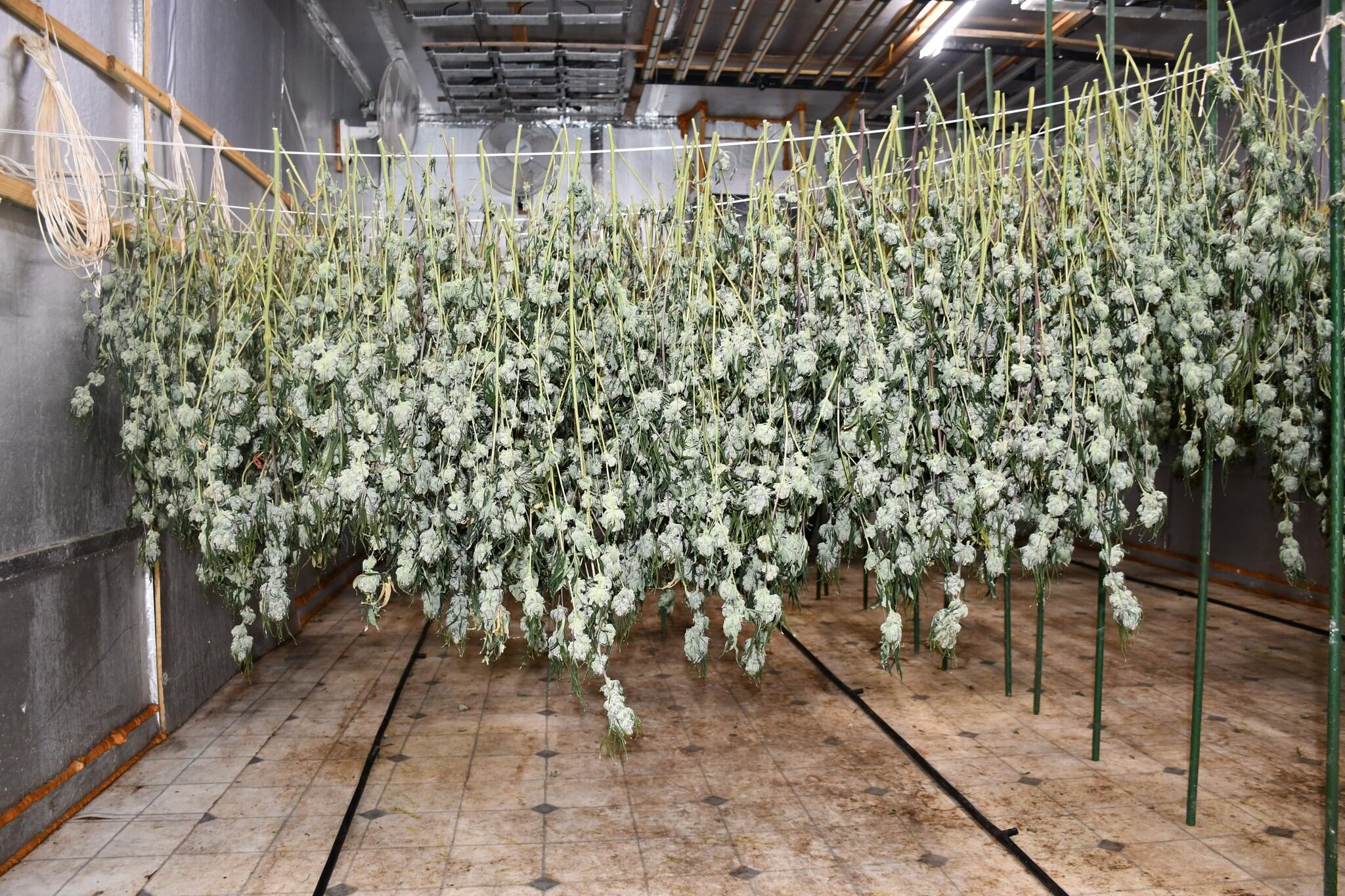 Man arrested after large marijuana grow discovered near Livingston