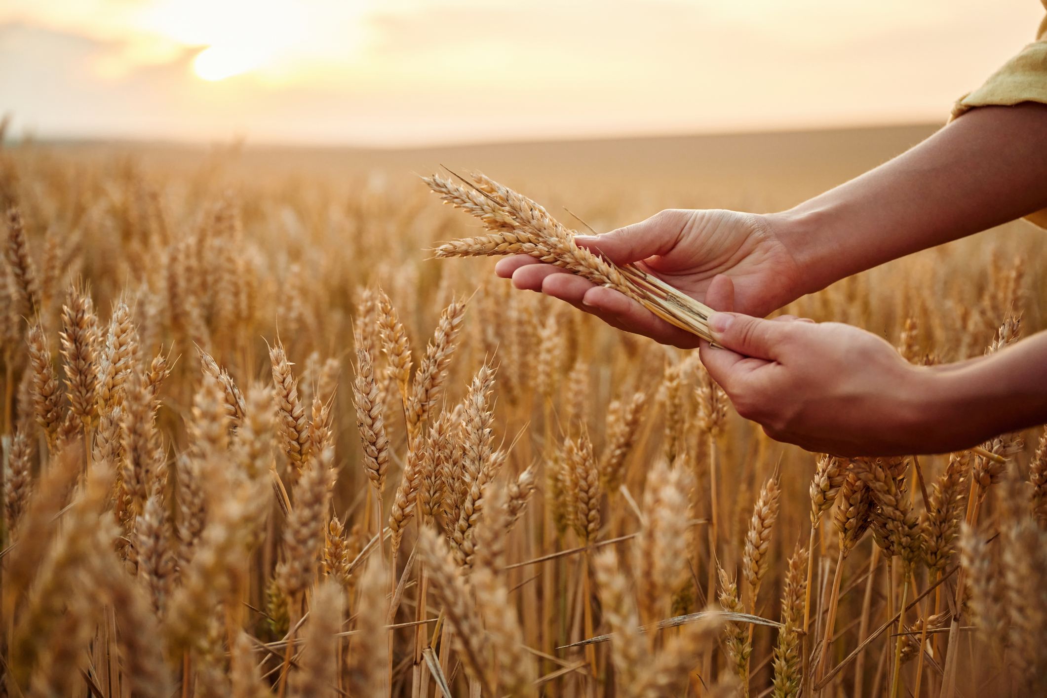 This weed could save our wheat crops