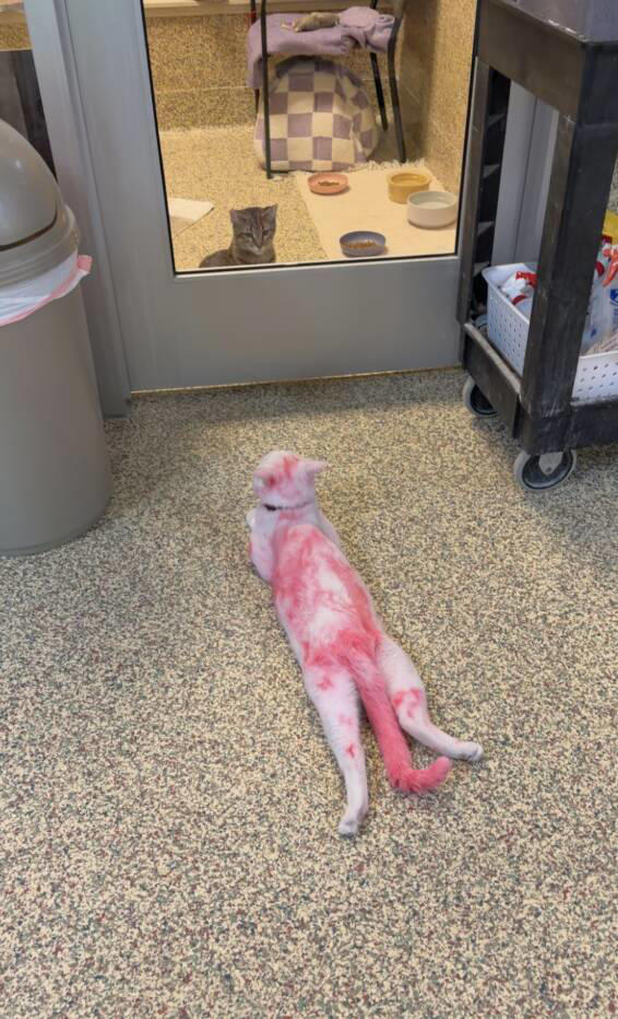 Shelter staff scratch their heads when a pink cat shows up at their door