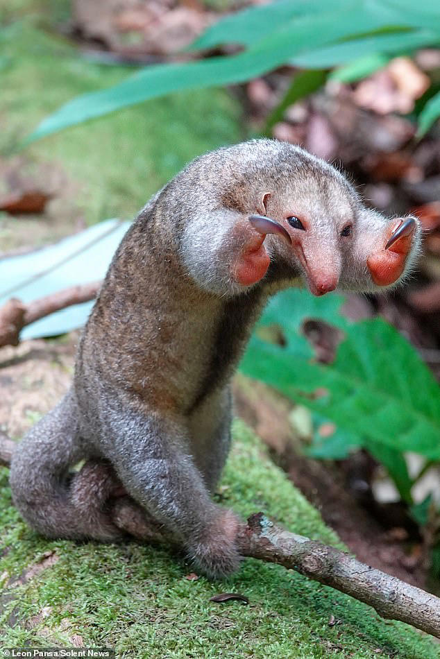 Silky anteater puts on a show for the cameras in Suriname