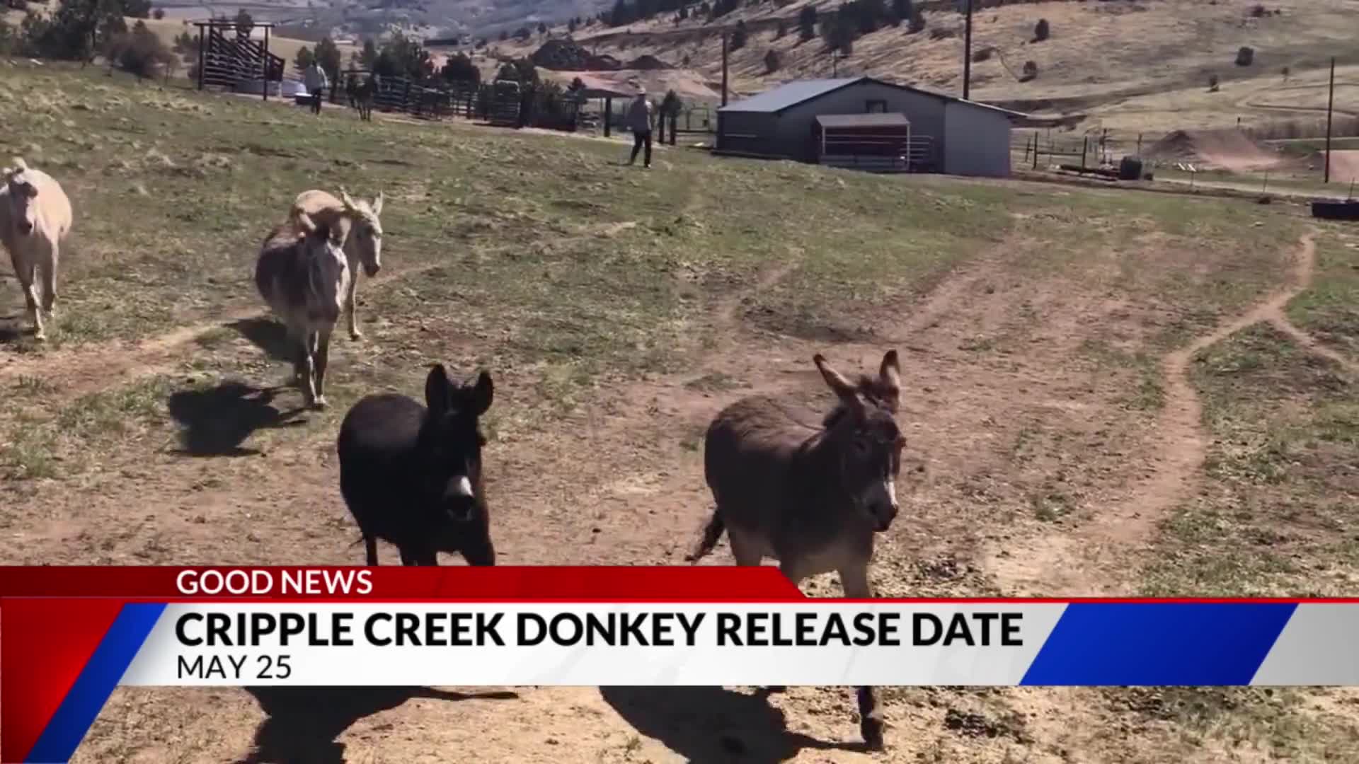 Date announced for 2026 Cripple Creek donkey release